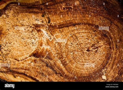 Close Up View Of Cross Section Of Tree Trunk Showing Growth Rings