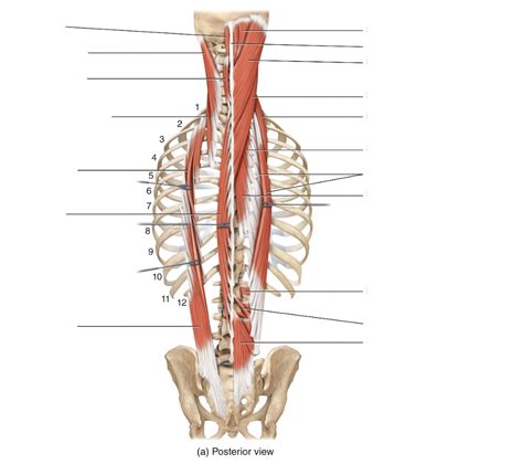 Erector Spinae Diagram Quizlet