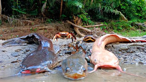 Menemukan Sarang Ikan Lele Kepiting Ikan Gabus Ikan Channa Ikan Koi