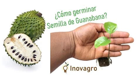Tiempo de germinación de semillas de guanábana Descubre CUÁNTO tarda