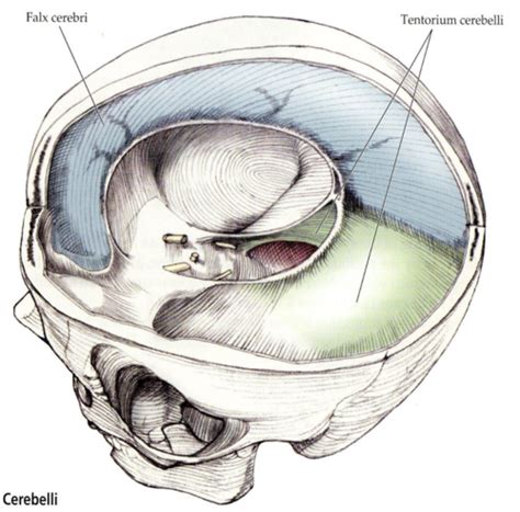 Anatomy Neuro Flashcards Quizlet