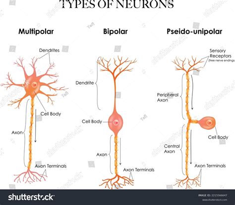 Types Of Neurons Multipolar Pseudounipolar Royalty Free Stock