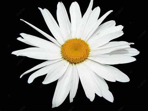 Matricaria Chamomilla Matricaria Yellow Closed Photo Background And
