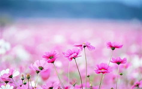 Best Beautiful Of Flowers High Resolution Most Beautiful HD Wallpaper
