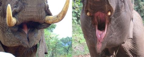 African Vs Asian Elephants The 10 Physical Differences