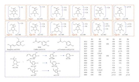 Chlorogenic Acids In IRC Quinic Acid As The Parent Nucleus Was Formed