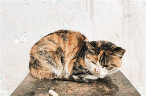 Penyebab Dan Cara Mengatasi Kucing Lemas Dan Tidak Mau Makan Laman