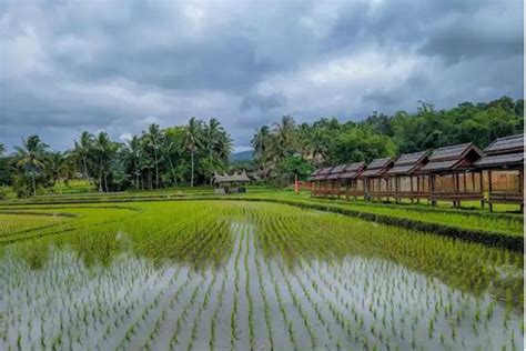 Liburan Ke Desa Wisata Kubu Gadang Daya Tarik Fasilitas Lokasi Dan