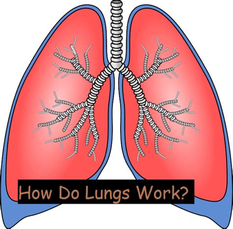 How Do Lungs Work Respiratory Organs Locations