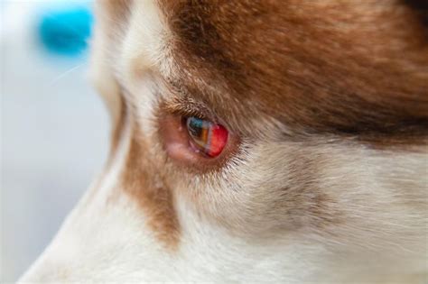embotellamiento interno explosión mi perro tiene el ojo blanco que hago