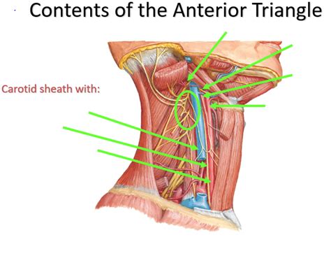 Contents Of The Anterior Triangle Diagram Quizlet