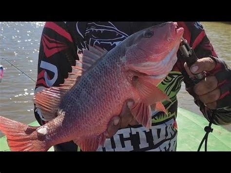 pesca de PARGOS en esteros con SEÑUELOS MEDIA AGUA YouTube