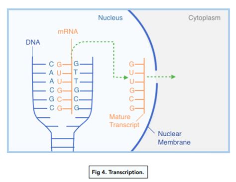 DNA Protein Synthesis Translation GCSE Biology Study Mind