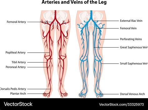 Arteries And Veins Of The Leg Stock Vector Illustration Of Clipart
