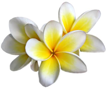 Plumeria Flowers Png Transparent Image