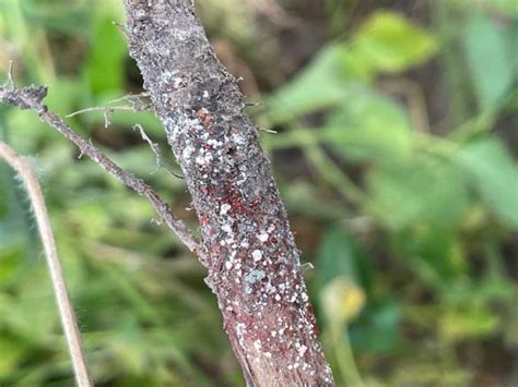 Red Crown Rot In Soybeans Pioneer Seeds