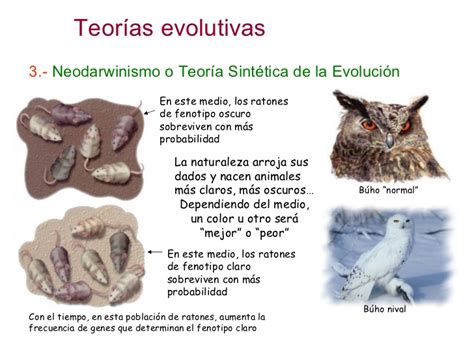 Triple C Evoluci N De Los Seres Vivos Neodarwinismo