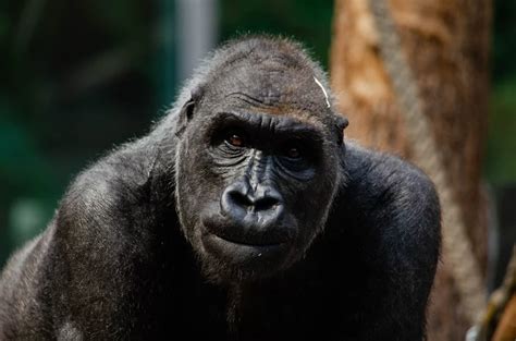 Los gorilas Características hábitat y conservación