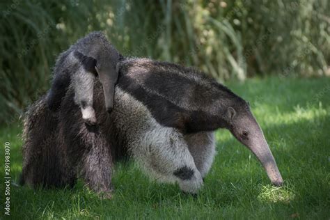 Oso Hormiguero Gigante Con Su J Ven Cr A Stock Photo Adobe Stock