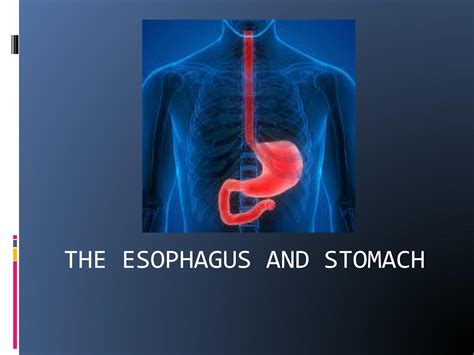 SOLUTION Anatomy Of The Esophagus And Stomach Studypool