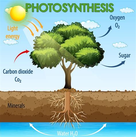 Free Vector Diagram Showing Process Of Photosynthesis In Plant