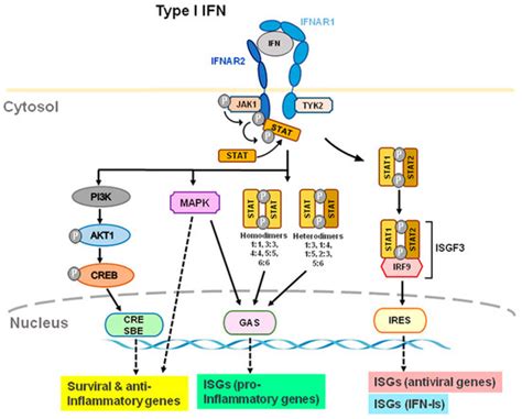 IJMS Free Full Text Emerging Roles Of Type I Interferons In