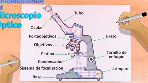 Microscopio óptico Compuesto Para Colorear Descubre Cómo Funcionan