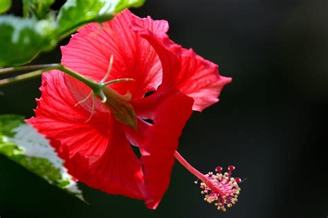 Hibiscus Fleur Flore Photo Gratuite Sur Pixabay Pixabay