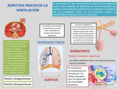 FISIOLOGÍA BÁSICA BLOG DE EVIDENCIAS OLIMPIA GAXIOLA ASPECTOS FÍSICOS