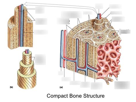Diagram Of Bone Tissue Structure L 4 Quizlet