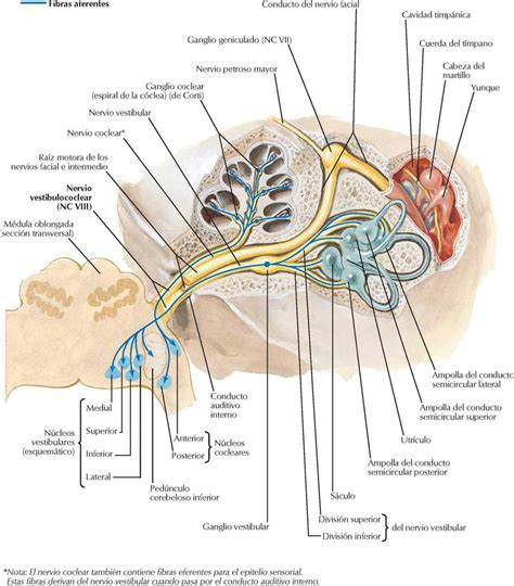 Nervios Craneales y Cervicales Enfermería