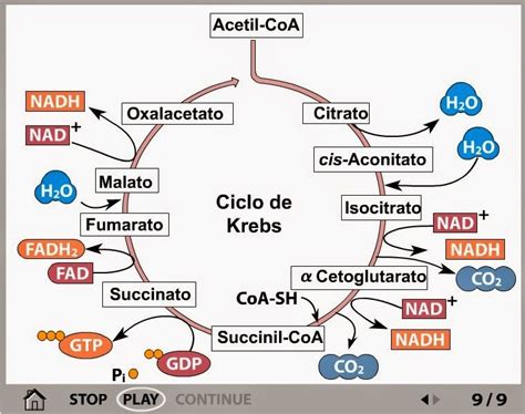 Ciclo De Krebs Diagrama
