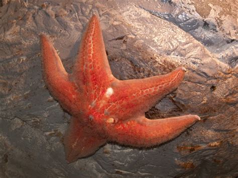Pacific Science Center Life Sciences Sea Star Spawn And So On