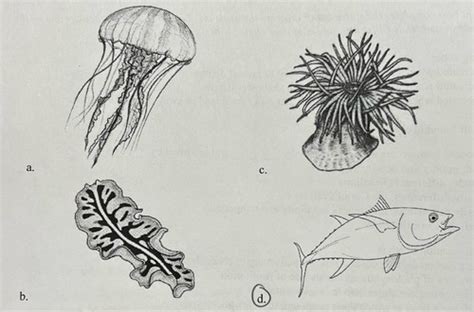 Marine Biology Exam 1 Flashcards Quizlet