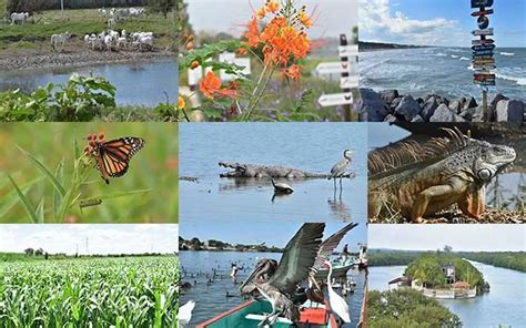 Flora Y Fauna De Tamaulipas Biodiversidad Y Especies Endémicas TeleFlor