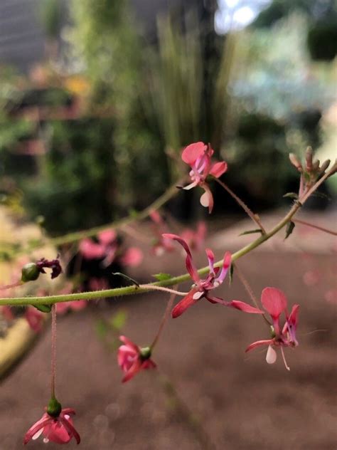 Lopezia Racemosa Cav World Flora Pl NtNet Identify