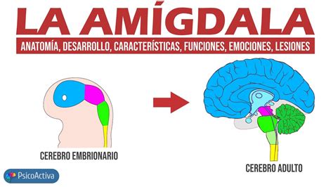 Anatom A Desarrollo Y Funciones De La Am Gdala Youtube