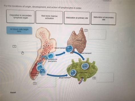 Put The Locations Of Origin Development And Action Of Lymphocytes In