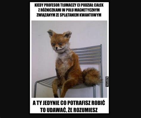 Psiaki kociaki i inne zwierzaki czyli świetne MEMY ze zwierzętami w