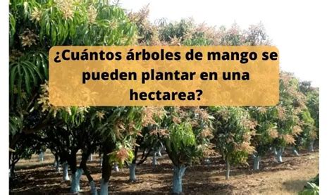 Cuántos árboles de mango se pueden plantar por hectarea Wiki Agronomia