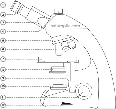 Débuter en microscopie Linstrument Le Blog de Naturoptic