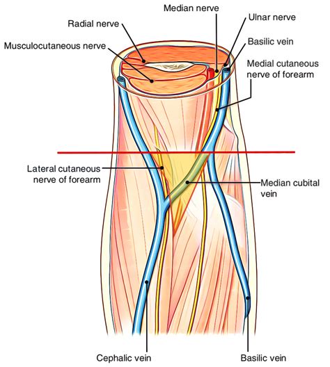 Cubital Fossa Anatomy Earth S Lab