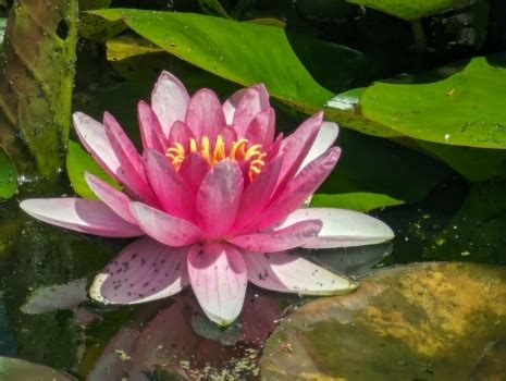 Solve Flower Jigsaw Puzzle Online With Pieces