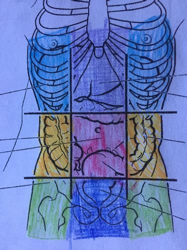 Anatomy Mid Term Flashcards Quizlet