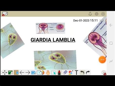 Giardia Lamblia Youtube