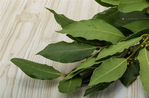 Mejores Plantas Medicinales y Sus Usos Increíbles