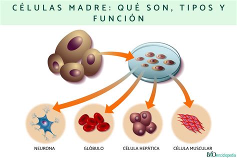 C Lulas Madre Qu Son Tipos Y Funci N Resumen