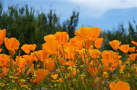Southern California Native Plant Guide