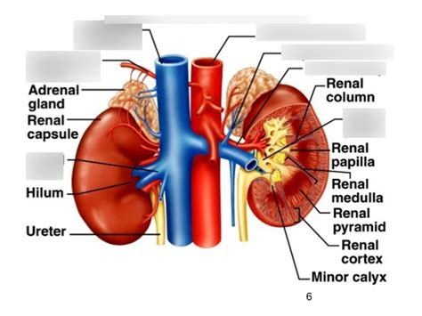 Hilum Of The Kidney Diagram Quizlet