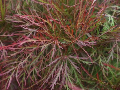 Chantilly Lace Advanced Japanese Maple Raraflora
